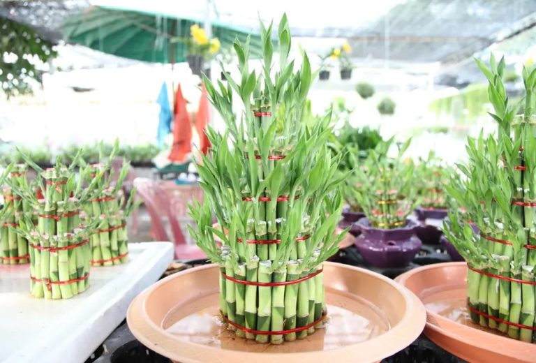 50 Tanaman Ideal untuk Konsep Taman Minimalis