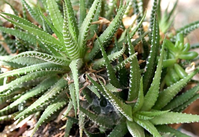 50 Tanaman Ideal untuk Konsep Taman Minimalis