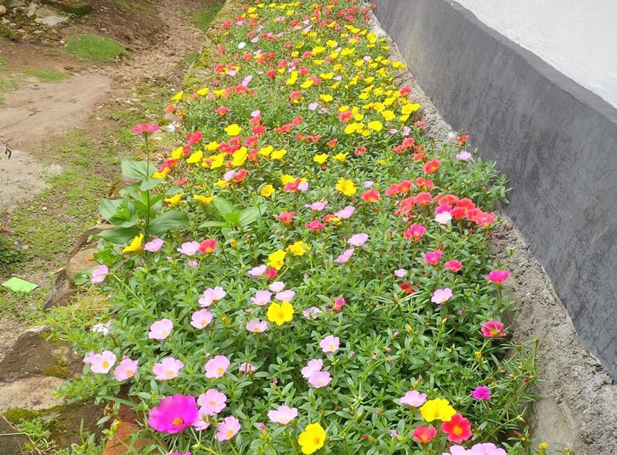 Tanaman Krokot (Portulaca Oleracea) Keindahan untuk Taman