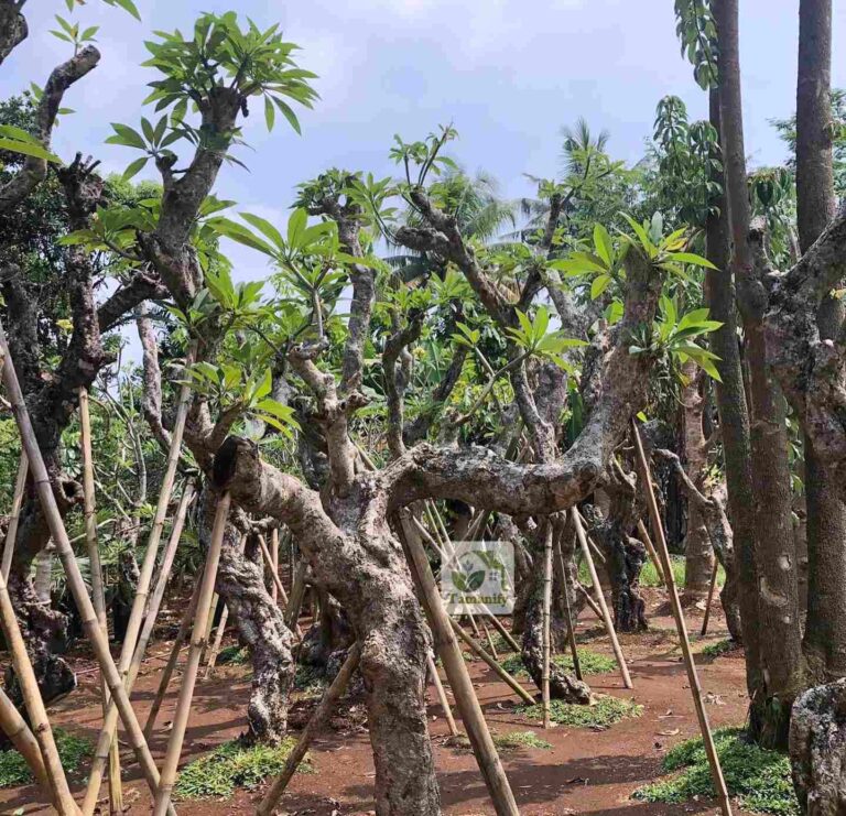 Jual Kamboja Fosil Bali 100% Pohon Umur Puluhan Tahun