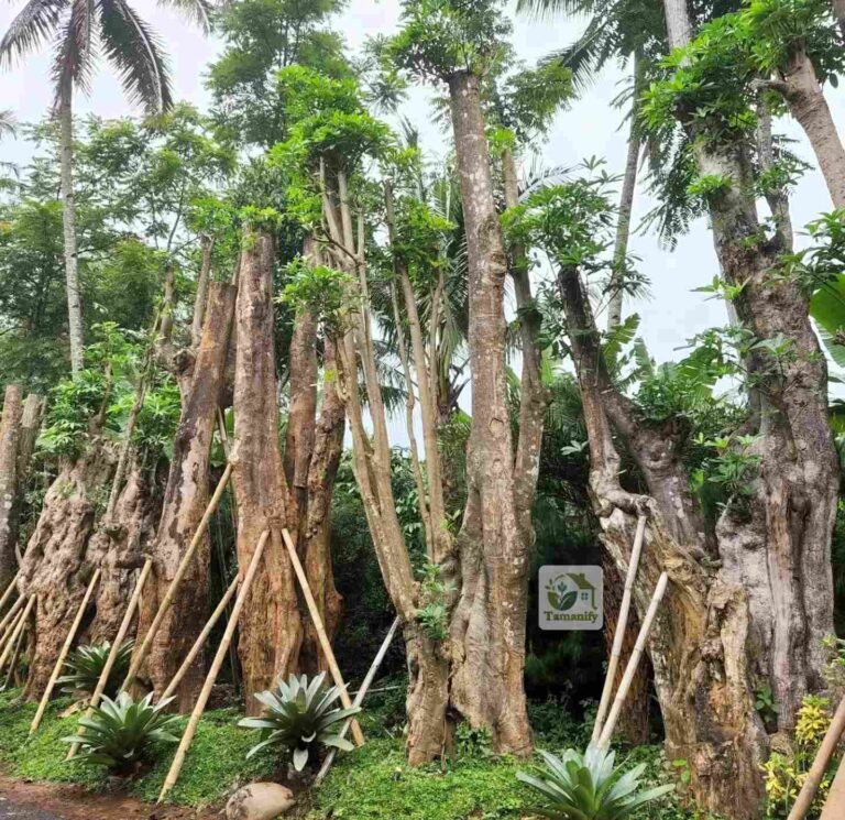 Jual Pohon Pule Palembang 100% Harga Ramah di Kantong