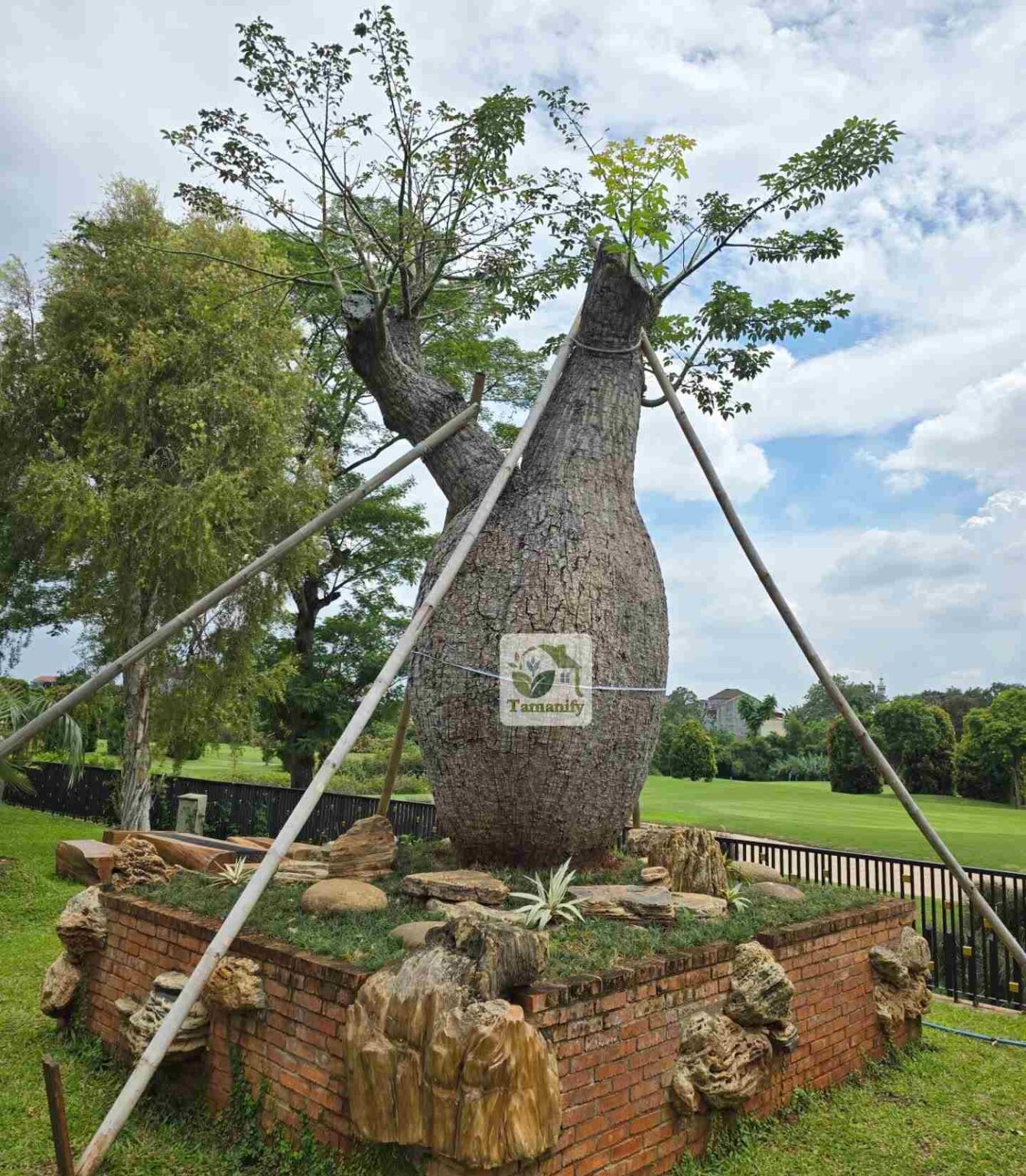 Jual Pohon Bottle Tree Bali #1 Sehat Siap Tanam & Pasang