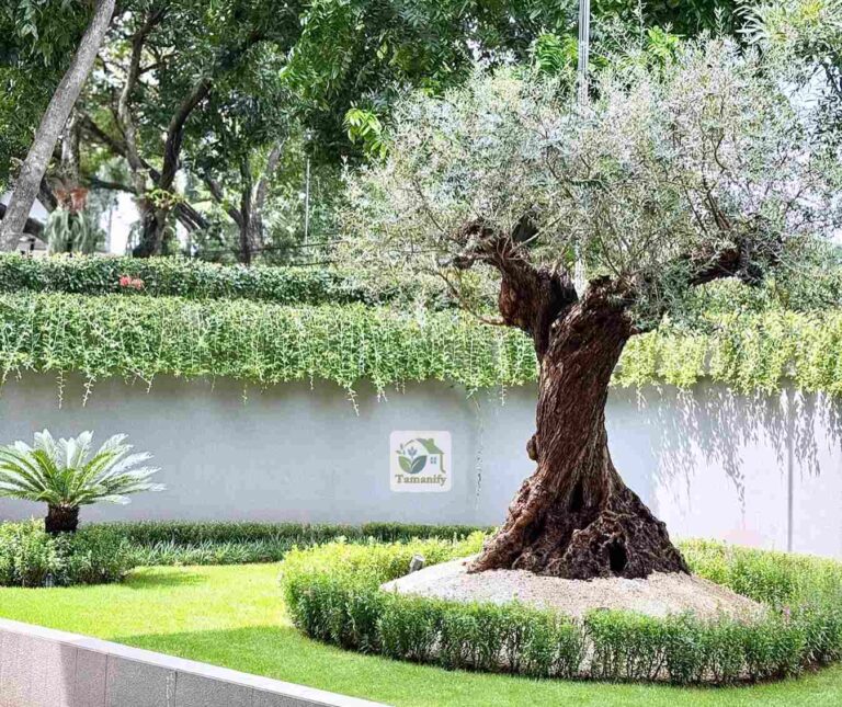 Jual Olive Tree Jakarta #1 Pohon Zaitun Berbagai Ukuran