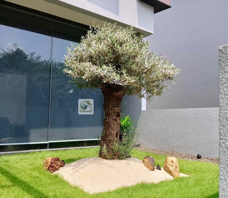 Jual Olive Tree Jakarta #1 Pohon Zaitun Berbagai Ukuran