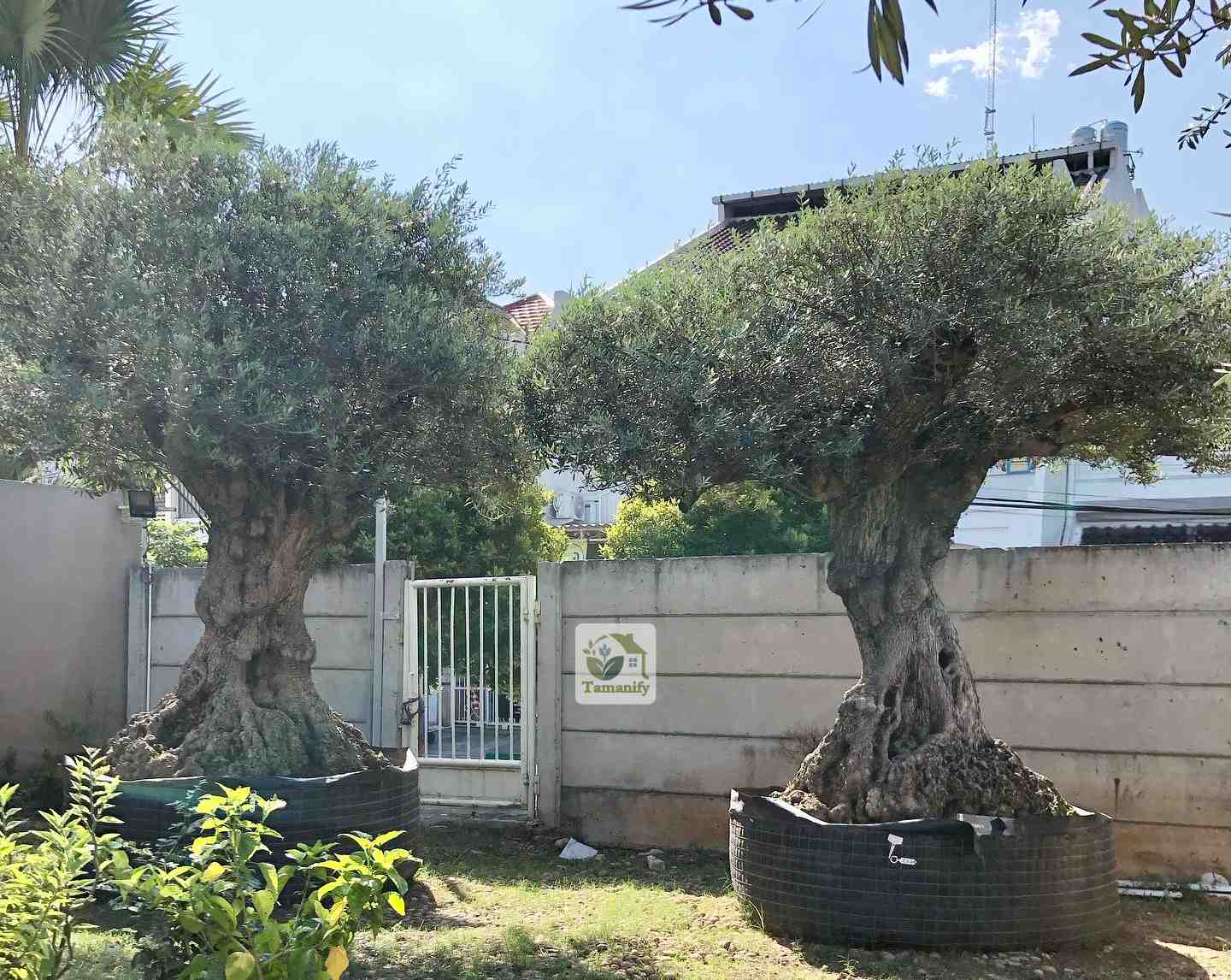Jual Olive Tree Makassar Terbaik #1 Pohon Zaitun Siap Tanam