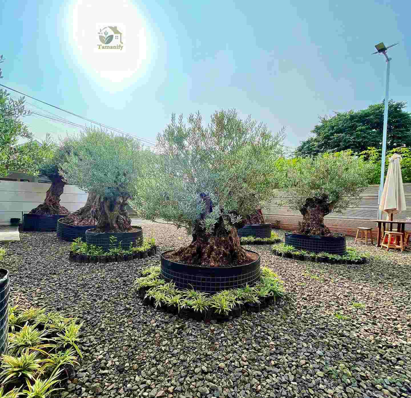 Jual Olive Tree Jakarta #1 Pohon Zaitun Berbagai Ukuran