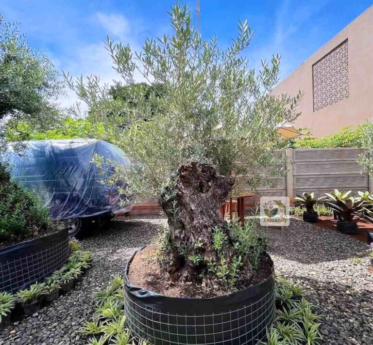 Jual Olive Tree Jakarta #1 Pohon Zaitun Berbagai Ukuran