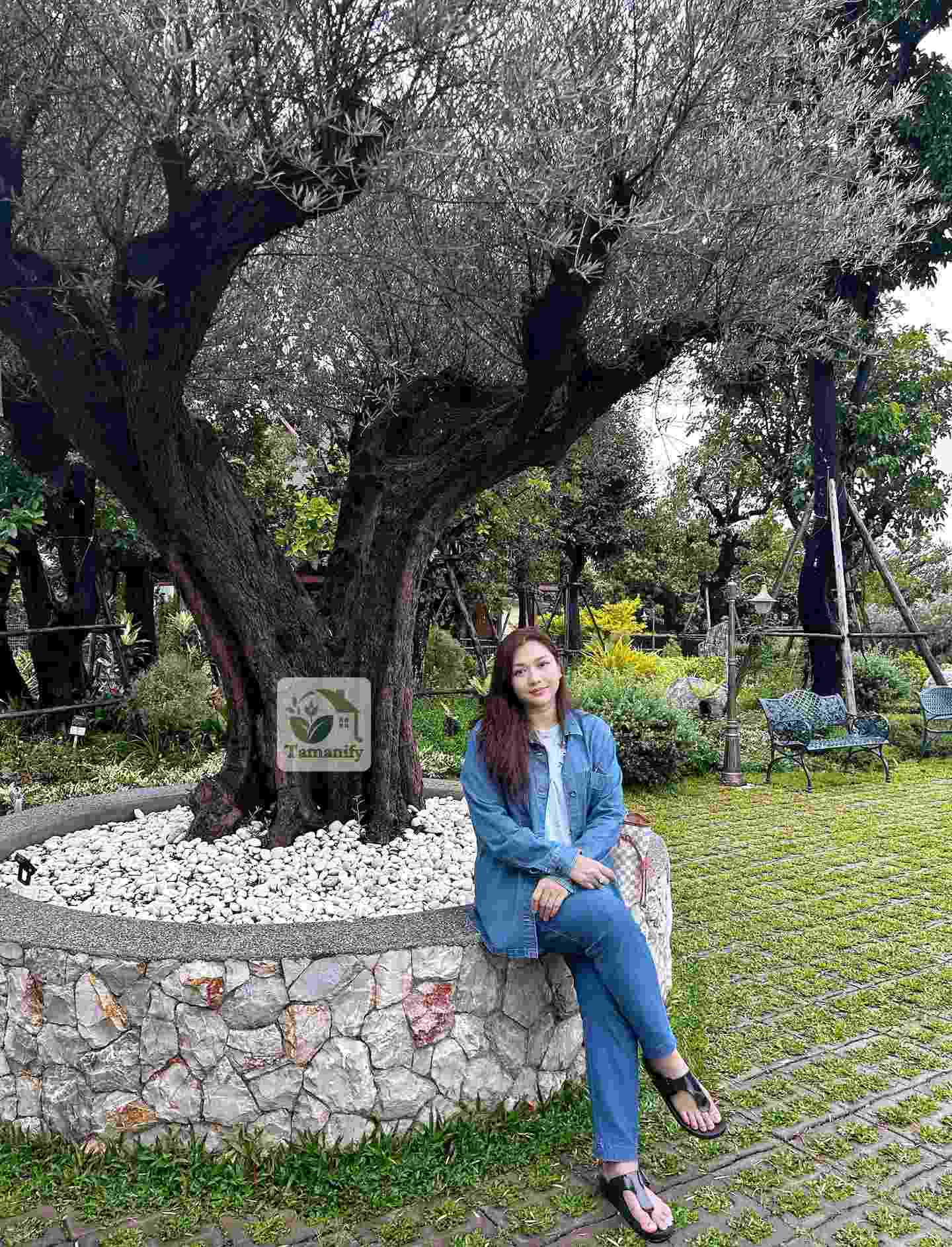 Jual Olive Tree Depok #1 Pohon Zaitun Berbagai Ukuran